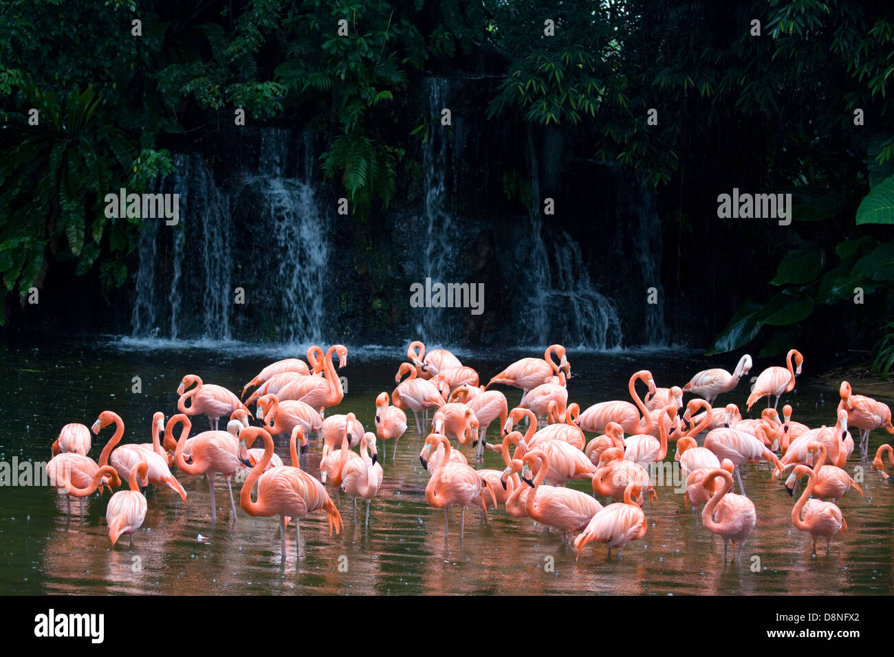 Flamingos in zoo animal leg hi-res stock photography and images - Alamy