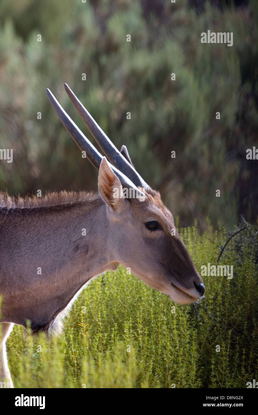 Antelope nose hi-res stock photography and images - Alamy