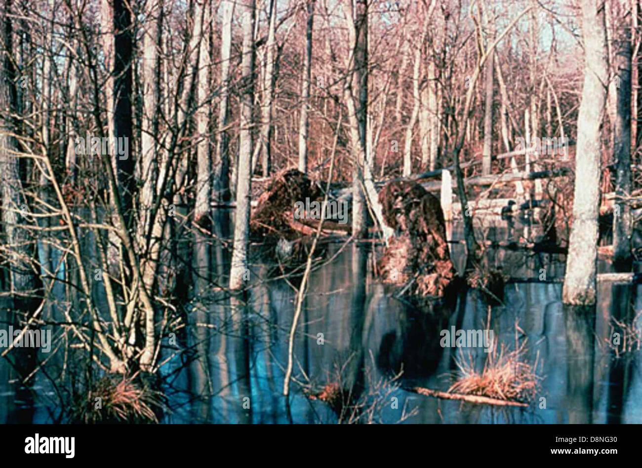 Wetland upland wood swamp Stock Photo - Alamy