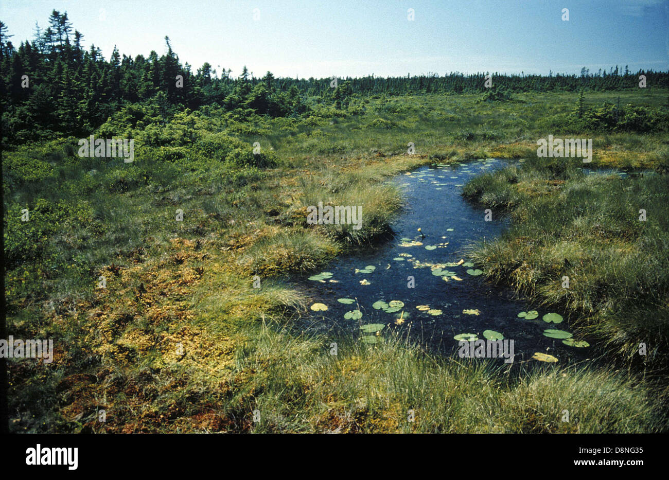 A peaceful wetland scene, featuring large lily pads floating on the ...