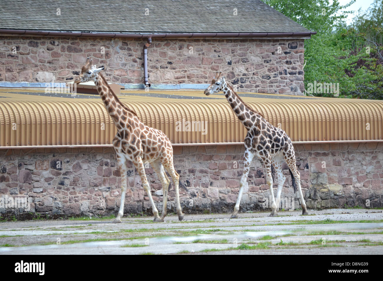 Giraffes at Chester Zoo Stock Photo - Alamy