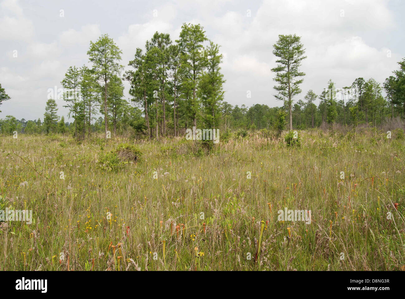 The wet prairies are home to a variety of plant species adapted to damp ...