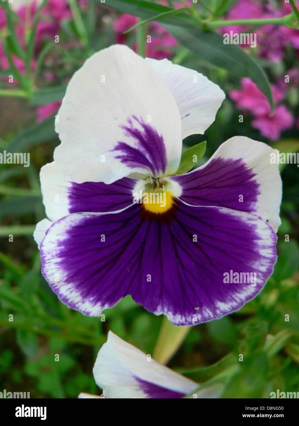 Striking contrast in coloration hi-res stock photography and images - Alamy