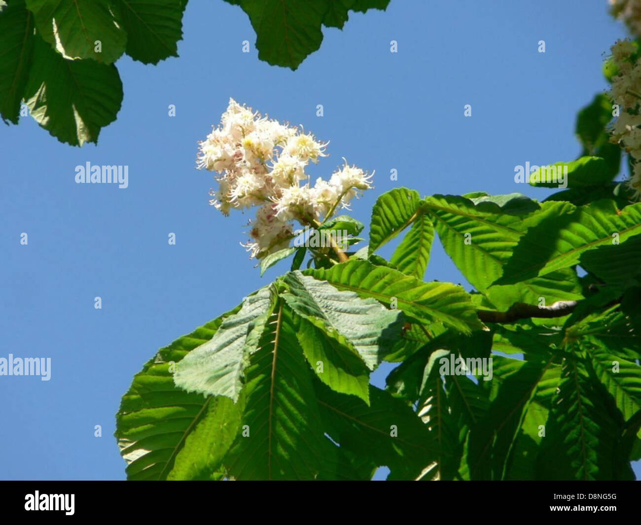 White chestnut tree flowers Stock Photo - Alamy