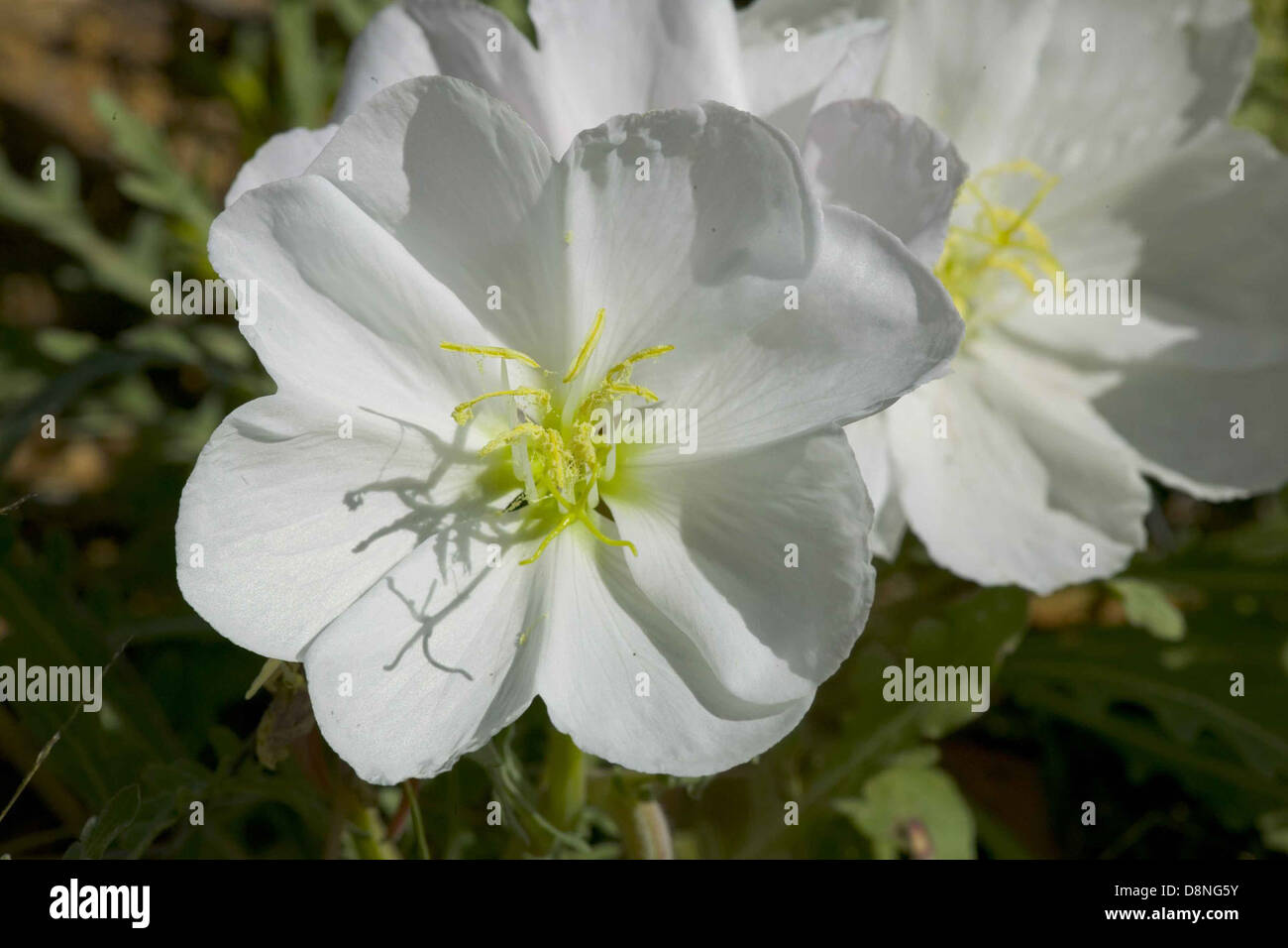 Adapting to drought conditions hi-res stock photography and images - Alamy