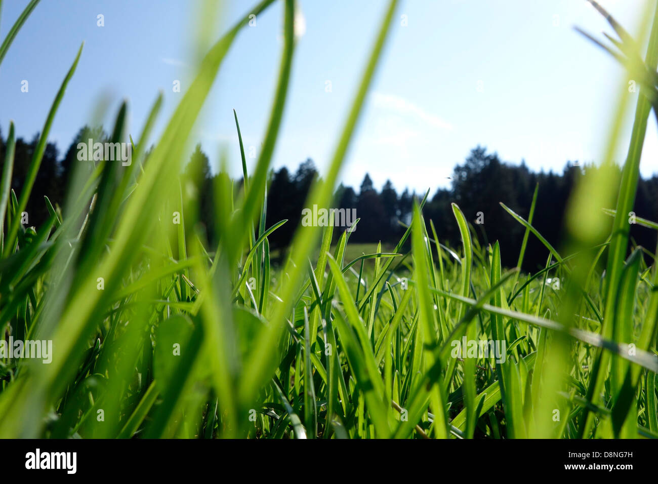 Blades of grass a meadow from the frog perspective Stock Photo - Alamy