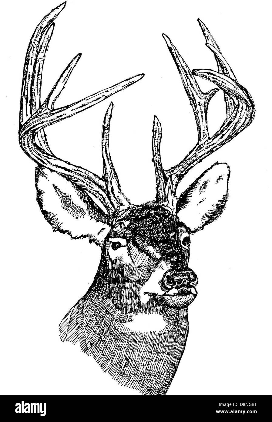 Whitetail Buck Head Drawing
