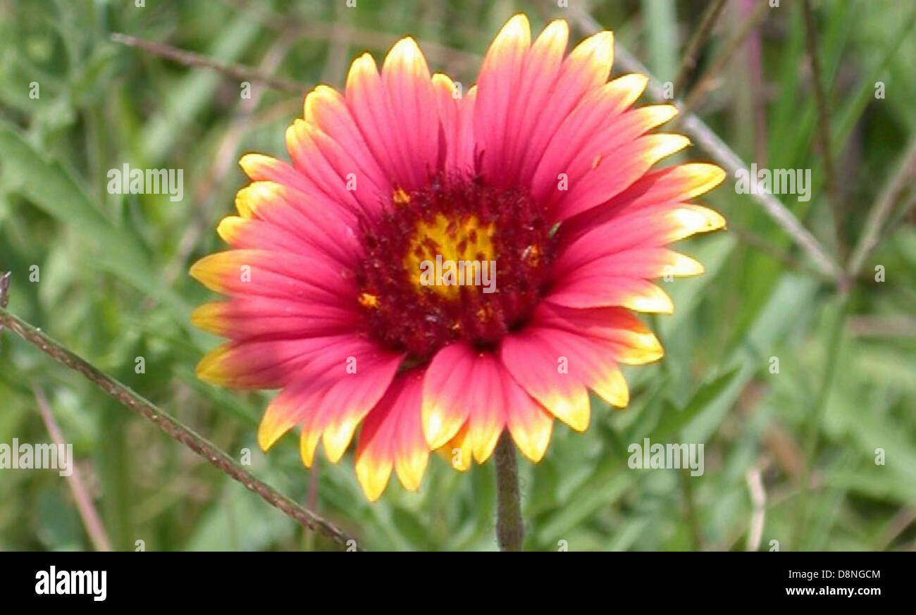 A wildflower with red and yellow petals is featured, highlighting its ...