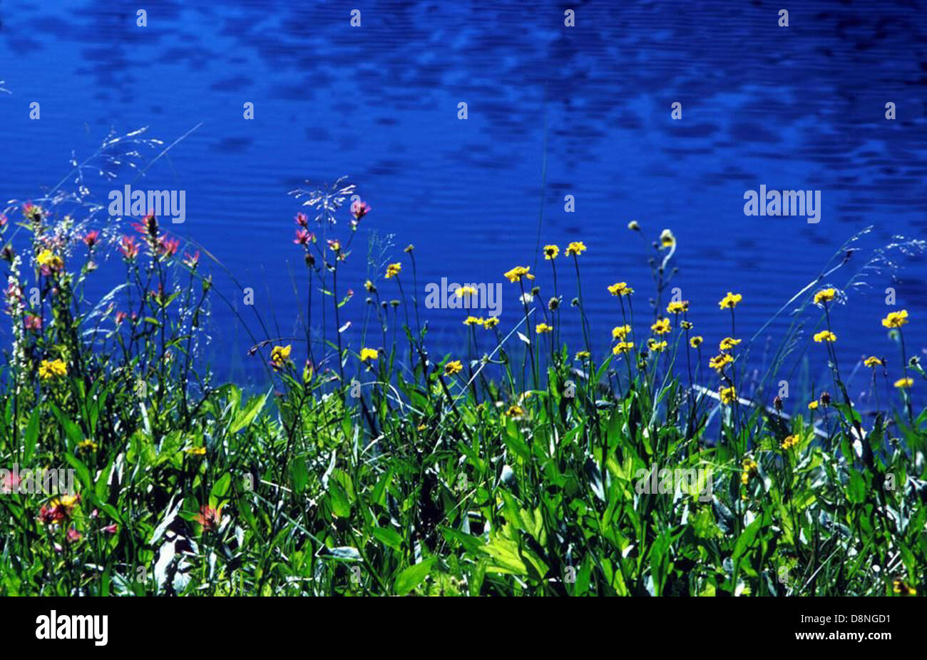 A variety of wildlife is spotted near a tranquil lake, including birds ...