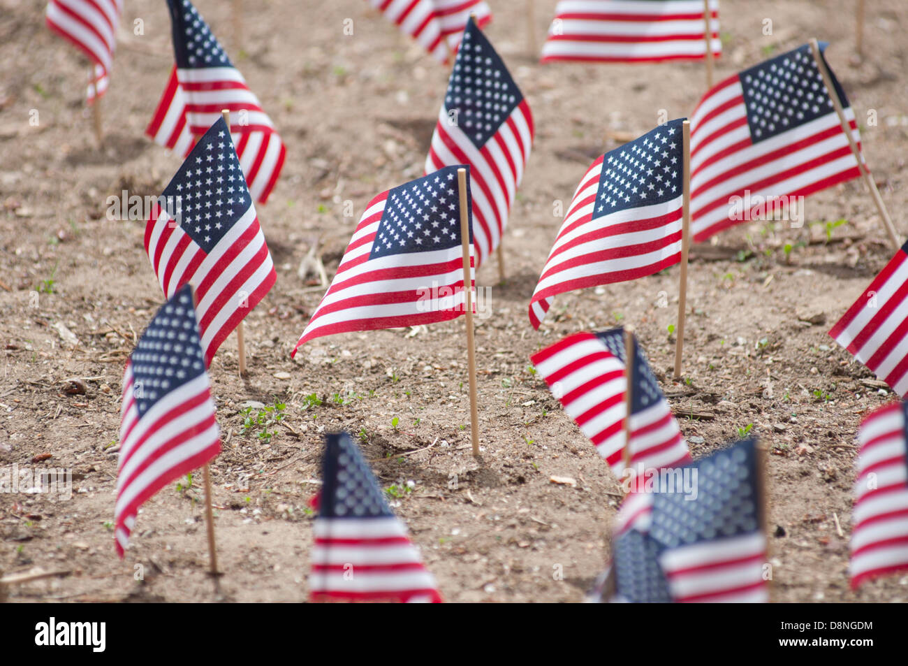 United States flags waving in ground Stock Photo - Alamy
