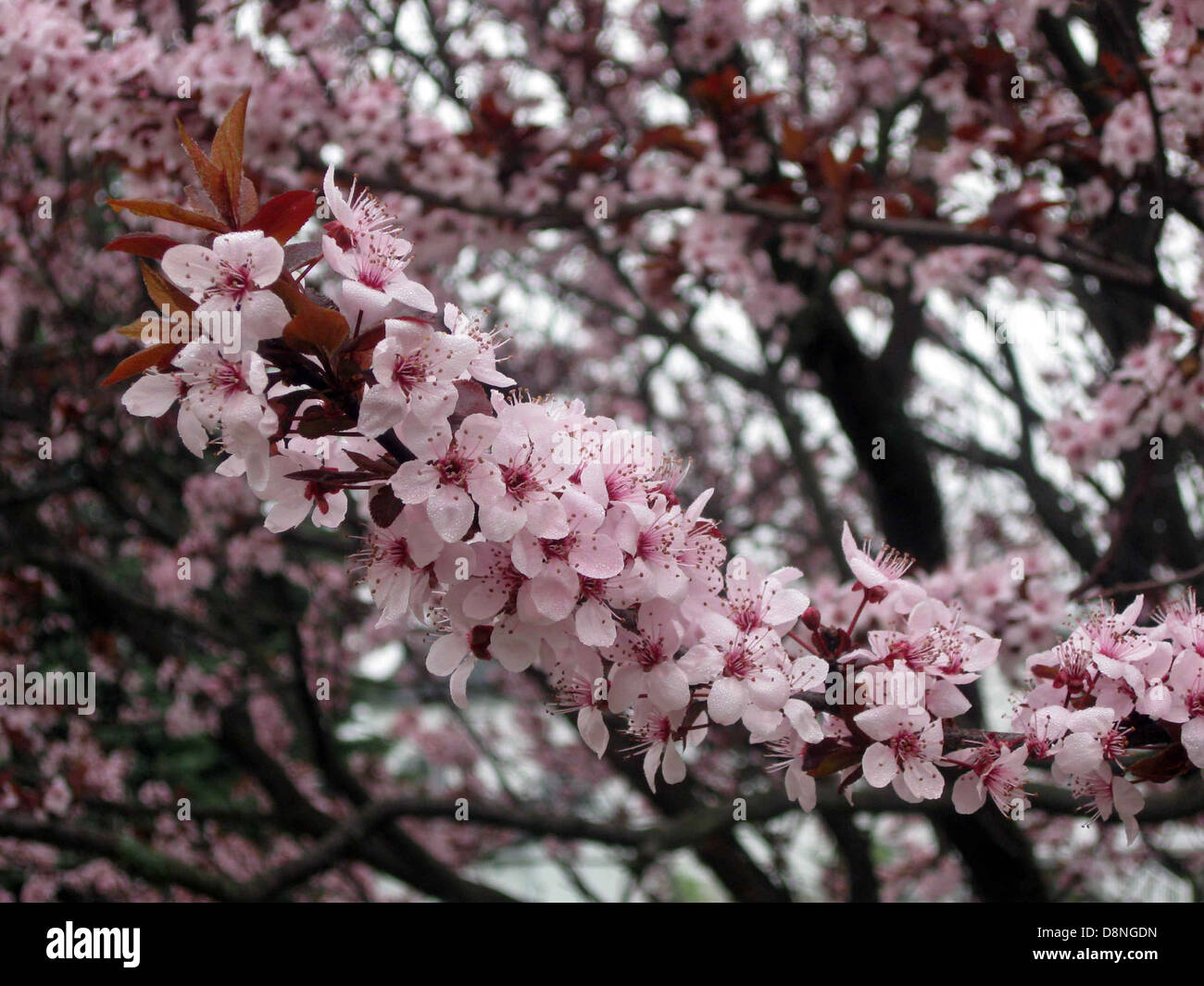 A branch of a wild cherry tree covered in delicate white blooms ...