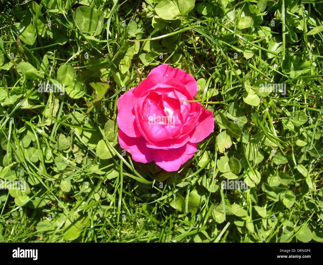 A single wild red rose blooms in its natural environment. The flower ...