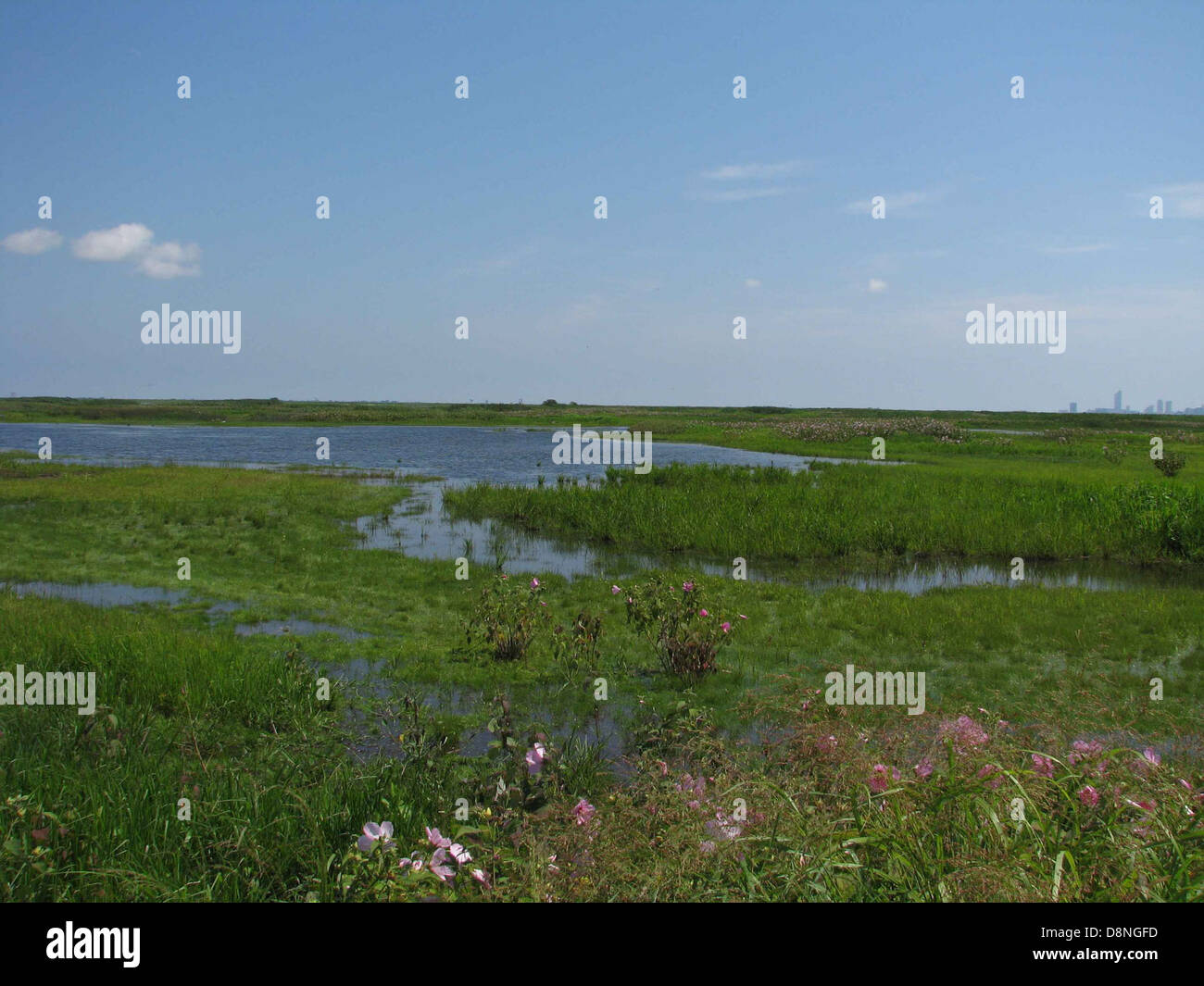 A scene of wild spring flowers surrounding a lake, creating a natural ...