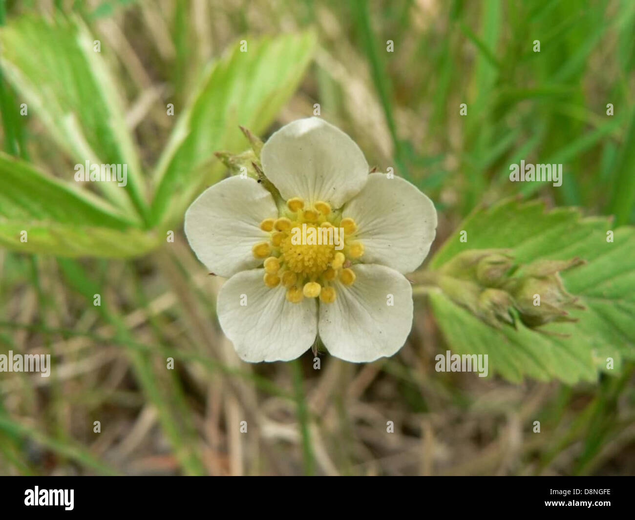 Strawberry stages hi-res stock photography and images - Alamy