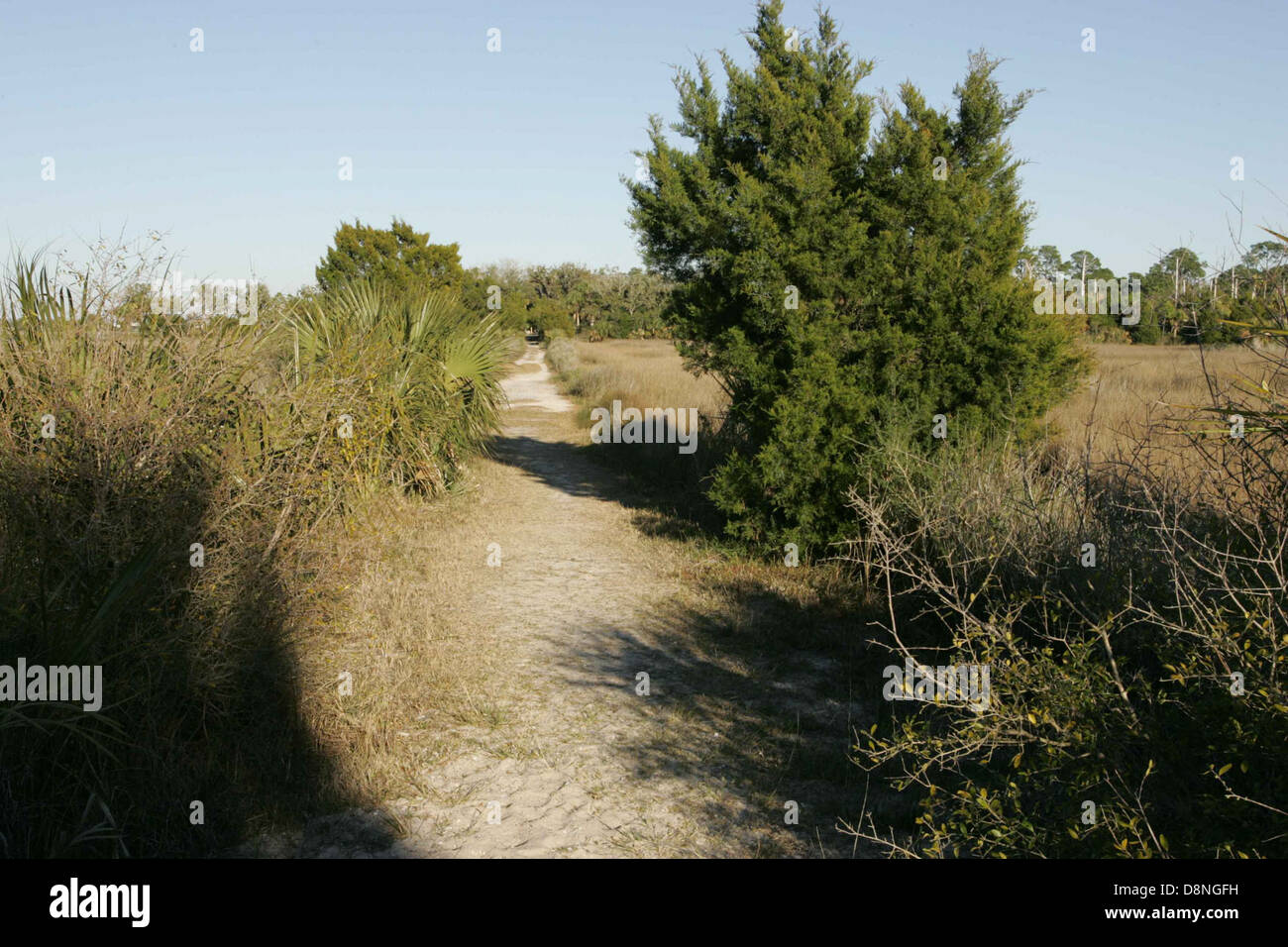 A natural pathway winding through a dense forest of trees. The trail is ...