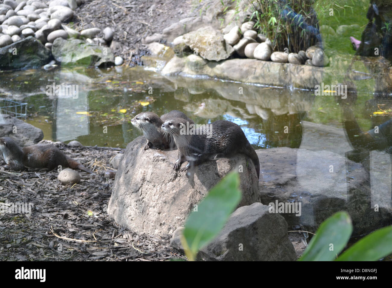 Otter at Chester Zoo Stock Photo - Alamy