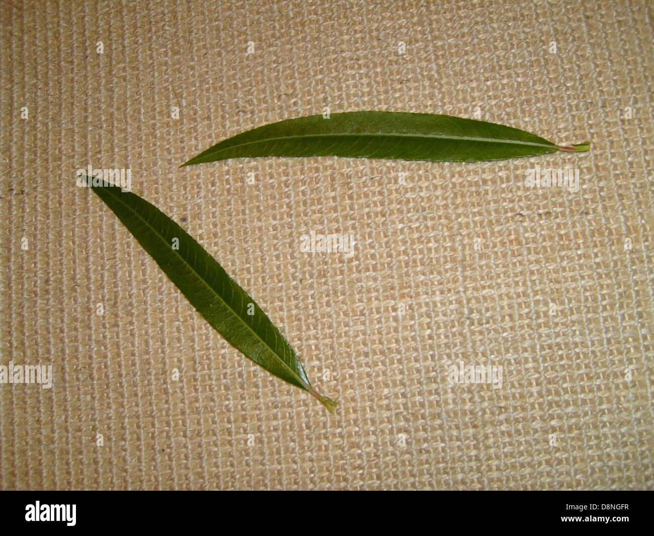 Close-up of a willow leaf with its long, narrow shape and delicate ...