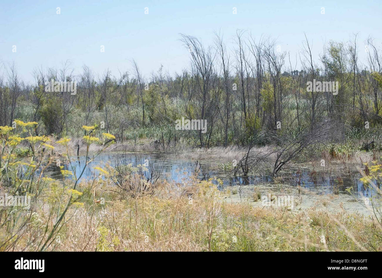 A view of wild marsh plants growing along the shore of a lake ...