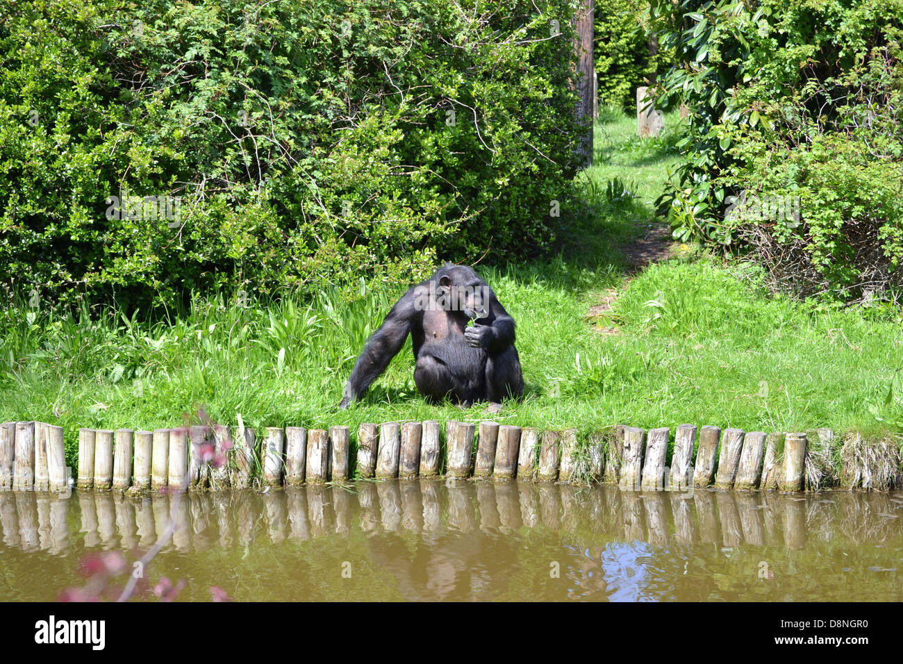 Chimpanzees at Chester Zoo Stock Photo - Alamy
