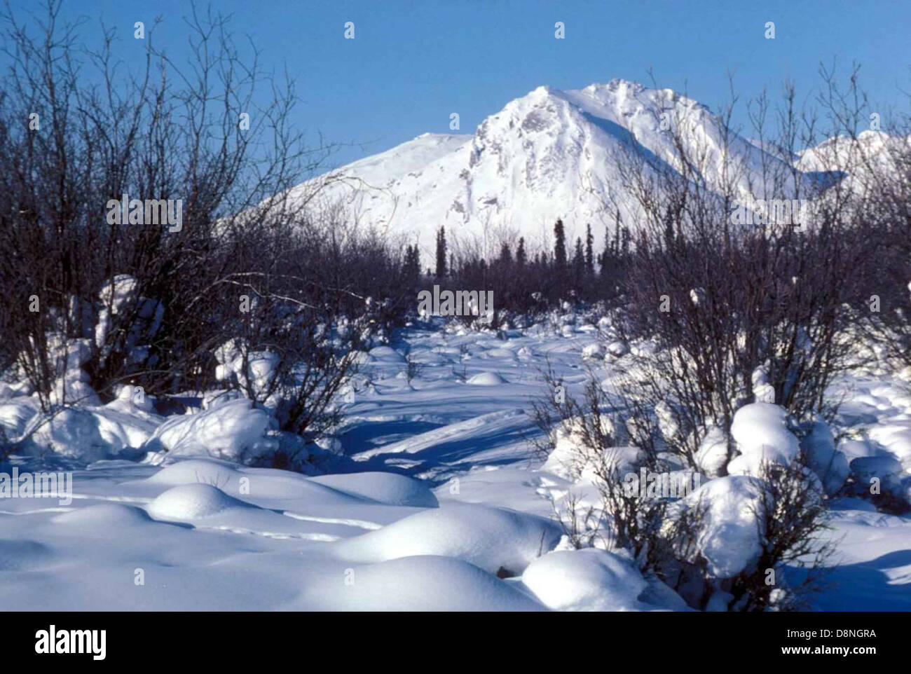 A winter scene depicting the Arctic National Wildlife Refuge covered in ...
