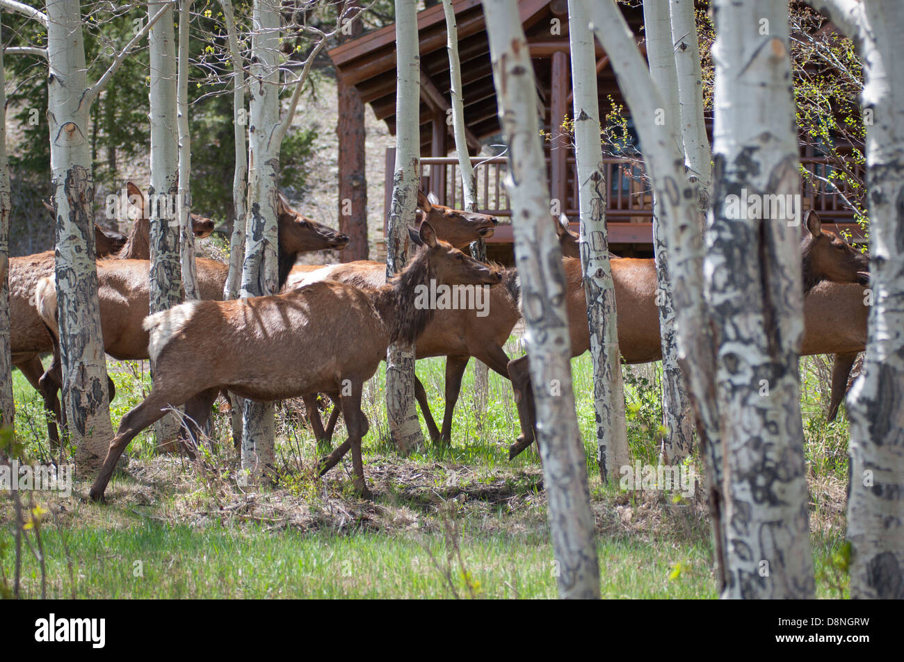 Elk passing through the trees in front of Aspen trees in front of a ...