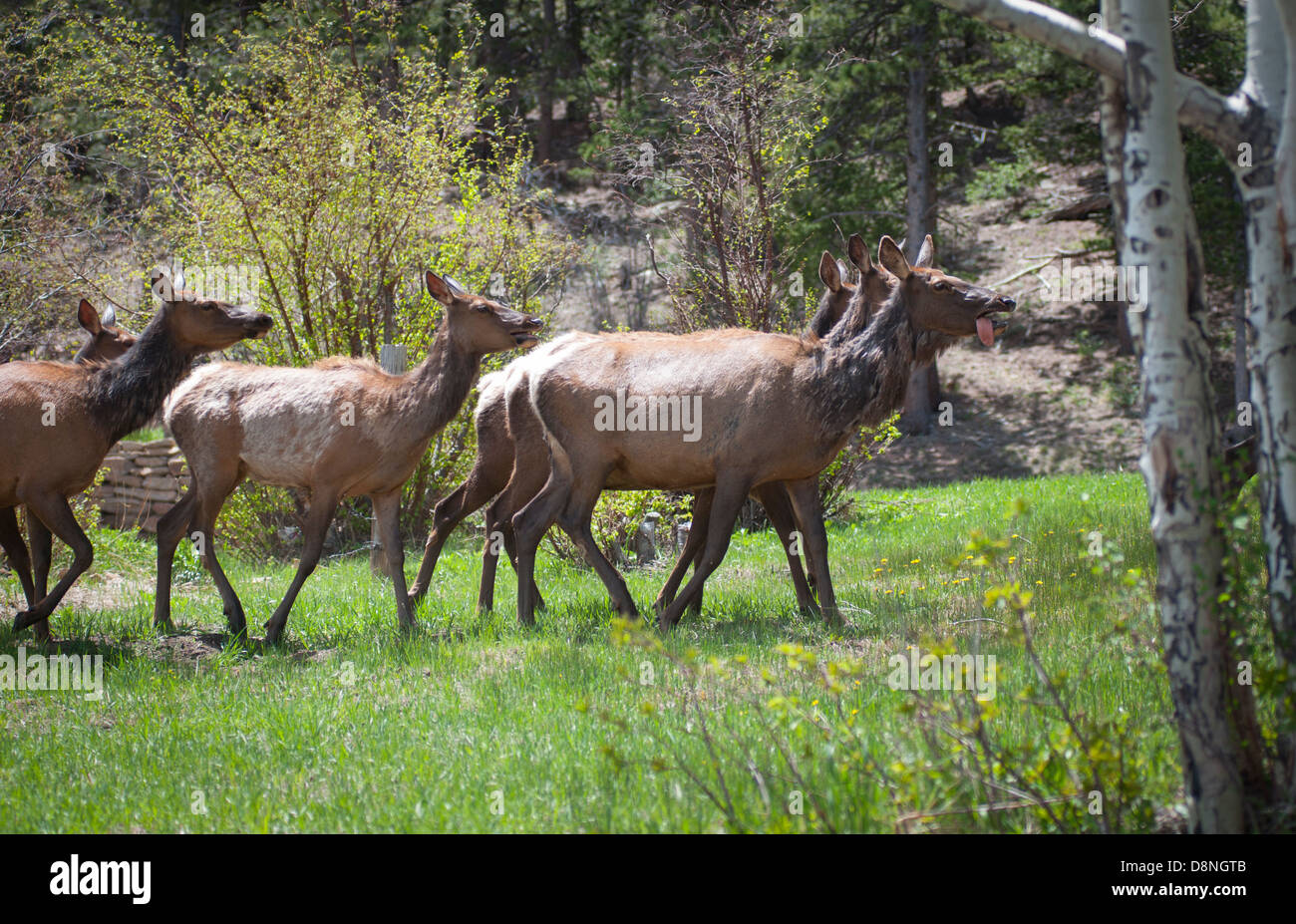 Elk in a field Stock Photo - Alamy