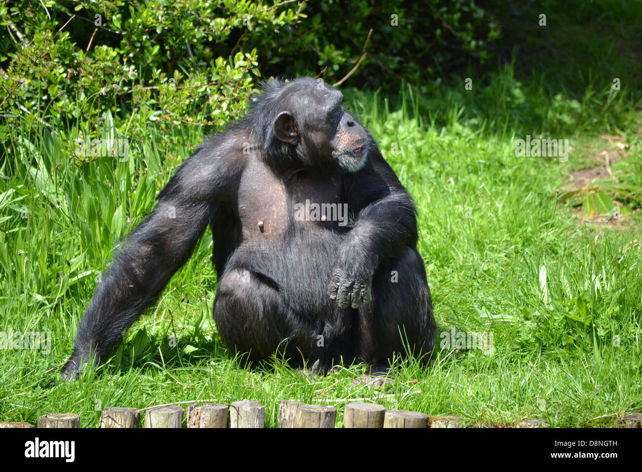 Chimpanzees at Chester Zoo Stock Photo - Alamy