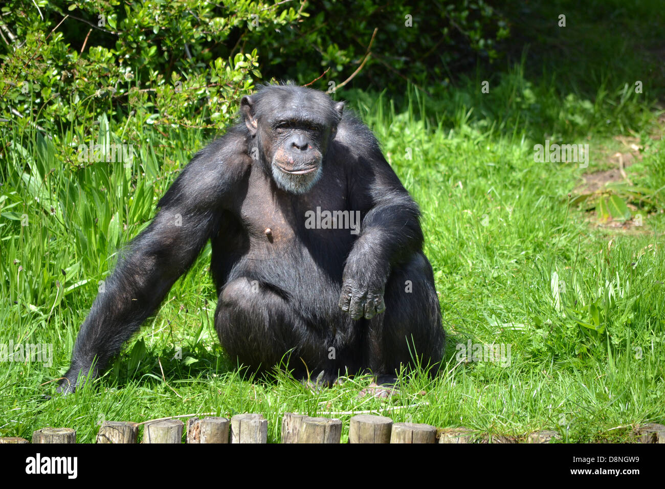 Chimpanzees at Chester Zoo Stock Photo - Alamy