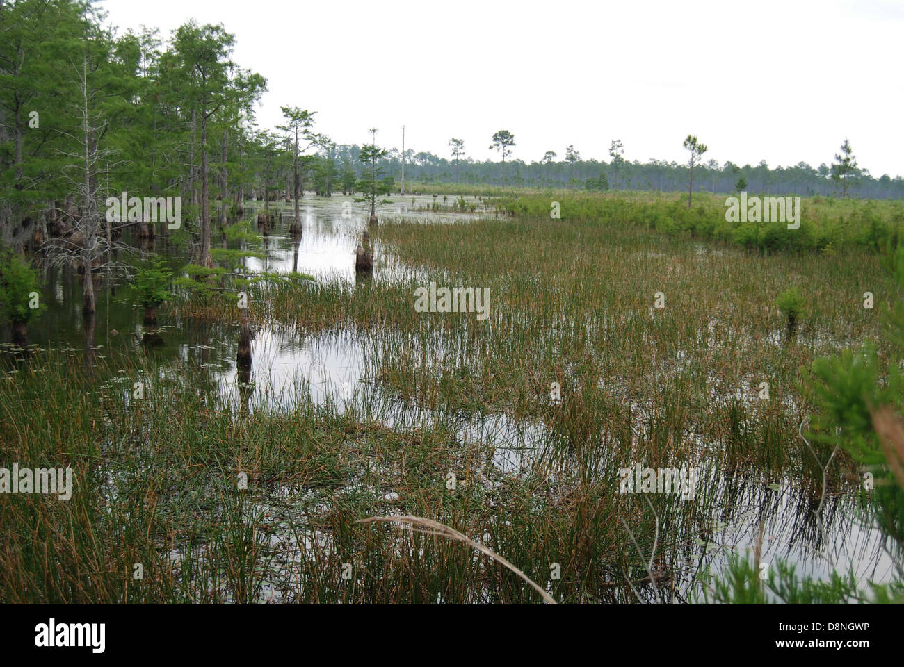 This image shows a natural area with wooden structures such as bridges ...
