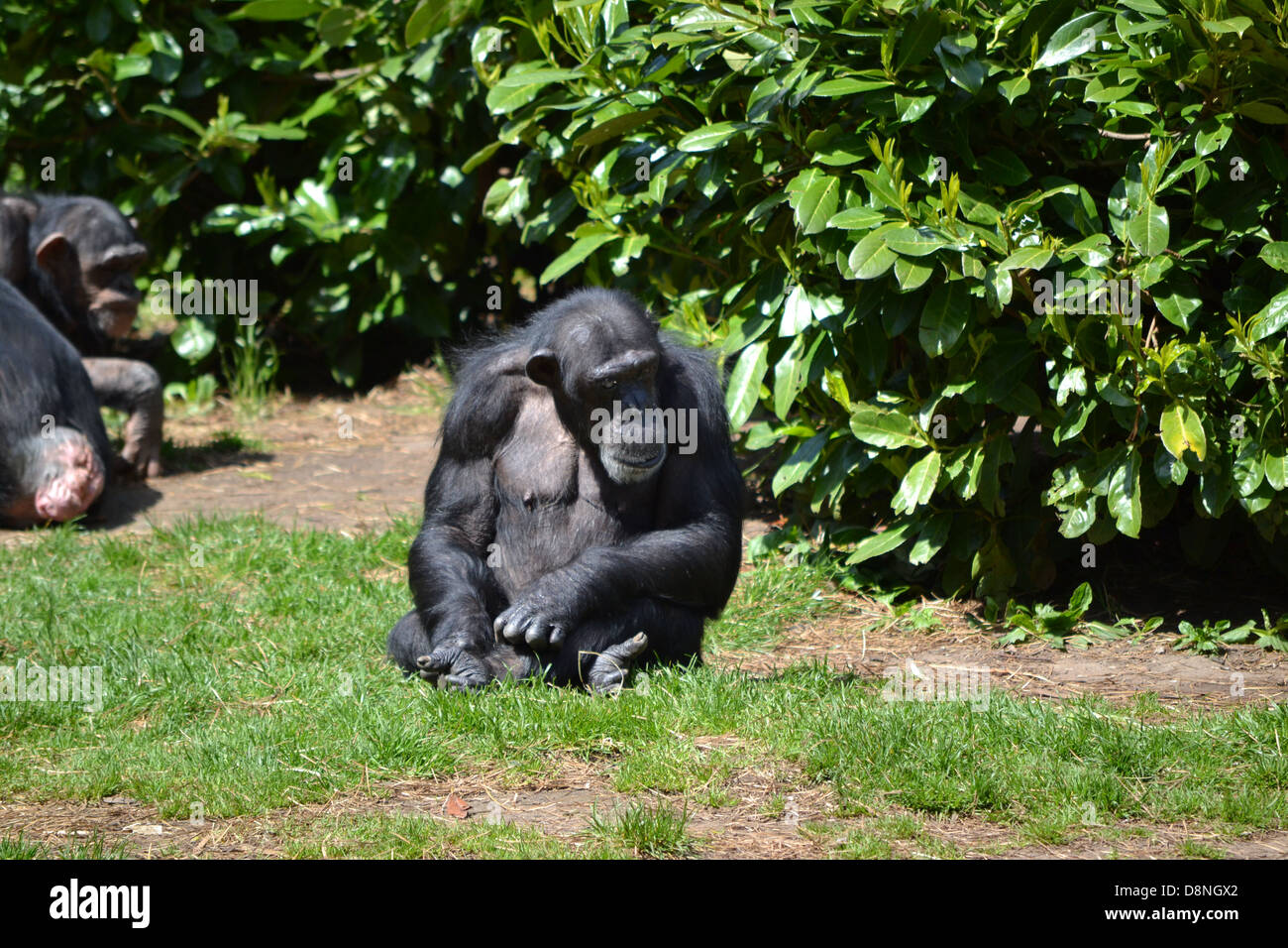 Chimpanzees at Chester Zoo Stock Photo - Alamy