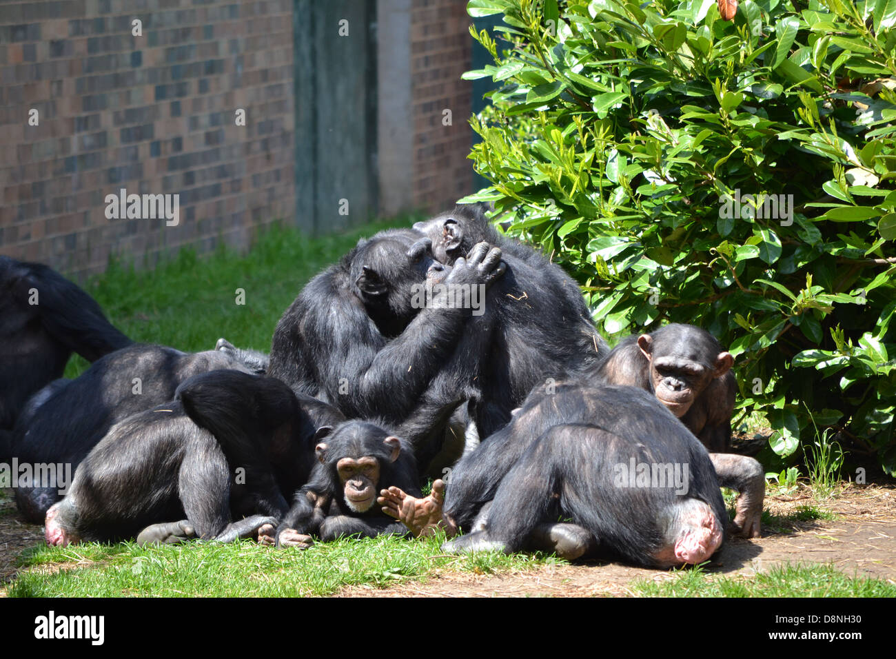 Chimpanzees at Chester Zoo Stock Photo - Alamy