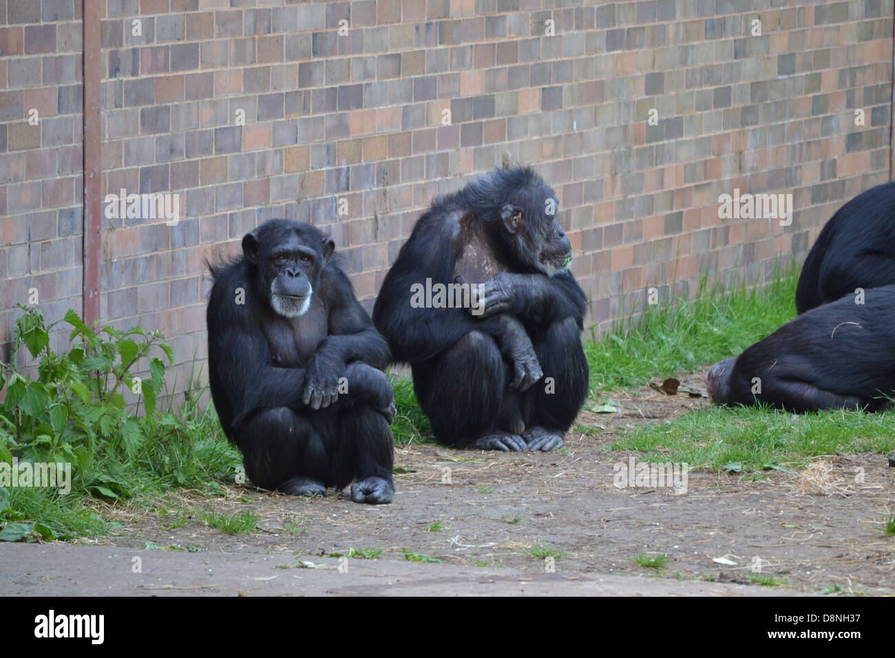 Chimpanzees at Chester Zoo Stock Photo - Alamy