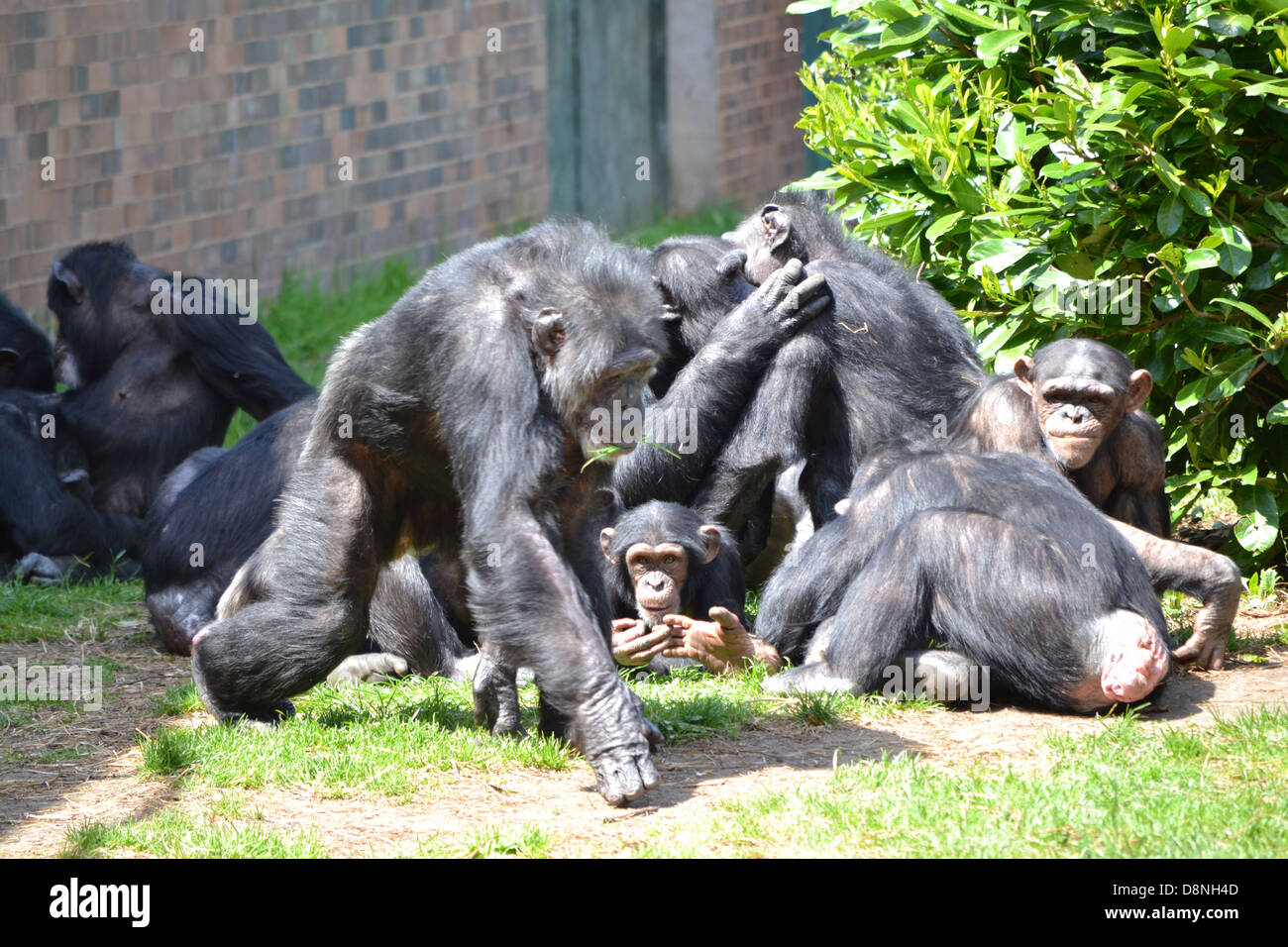 Chimpanzees at Chester Zoo Stock Photo - Alamy