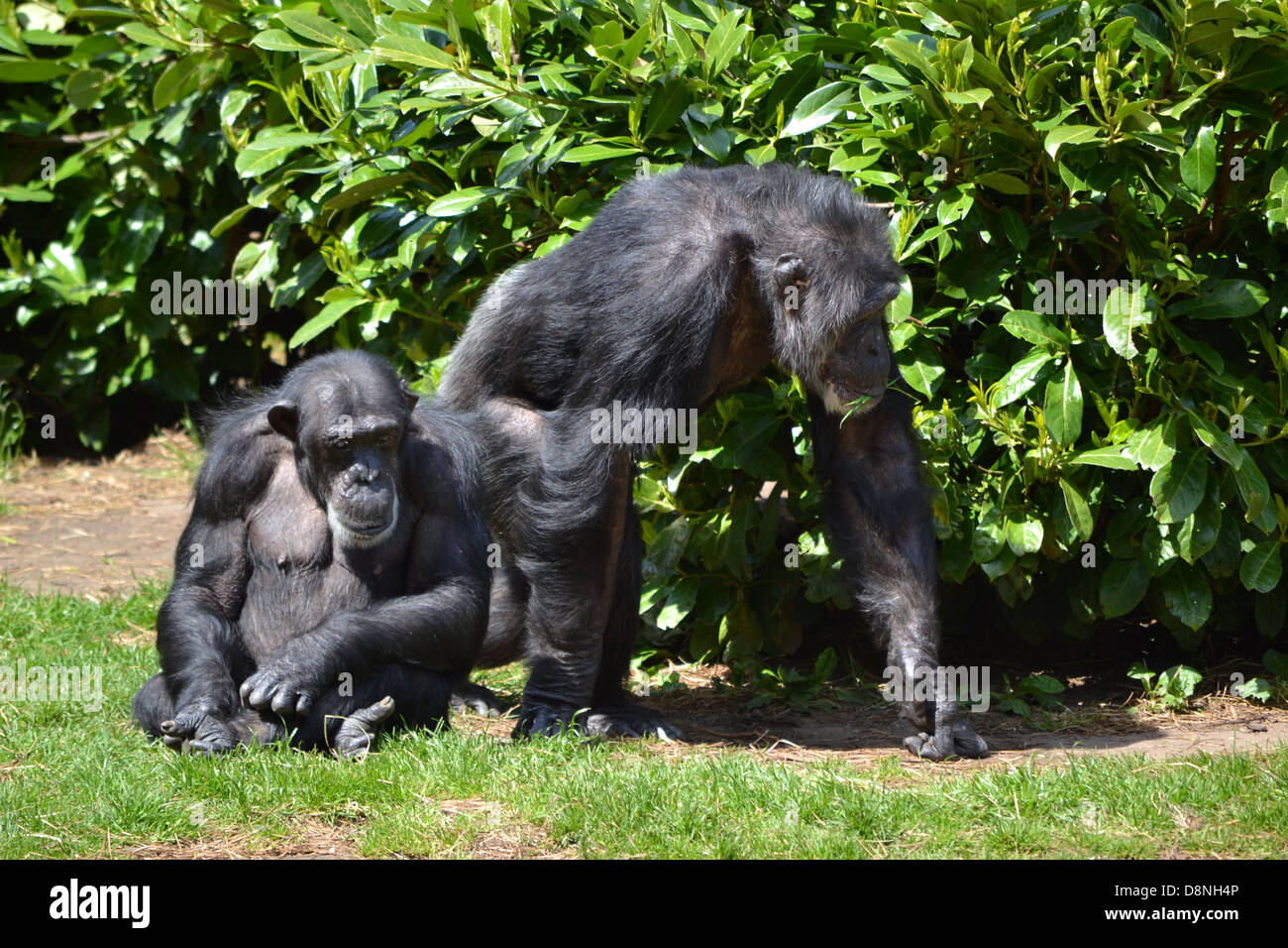 Chimpanzees at Chester Zoo Stock Photo - Alamy