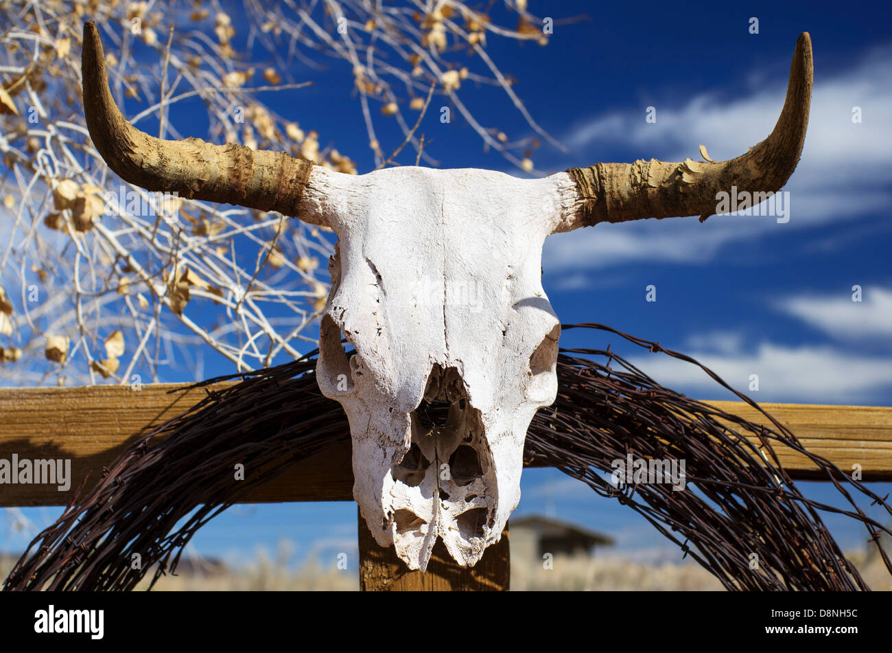 Cattle steer skull hi-res stock photography and images - Alamy