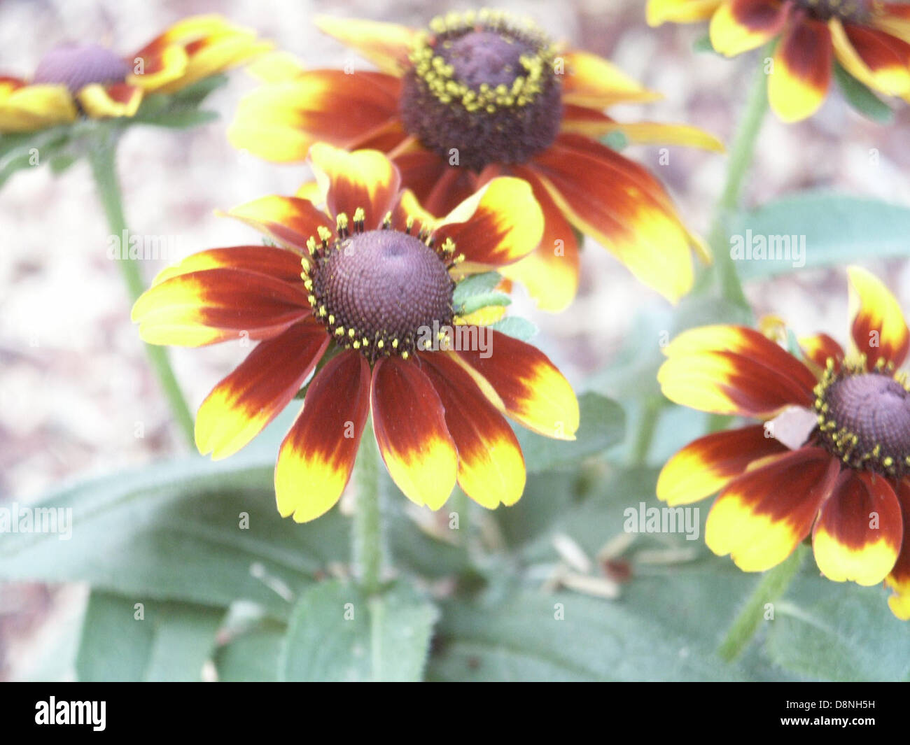 A bouquet of yellow and brown flowers arranged together, showcasing a ...