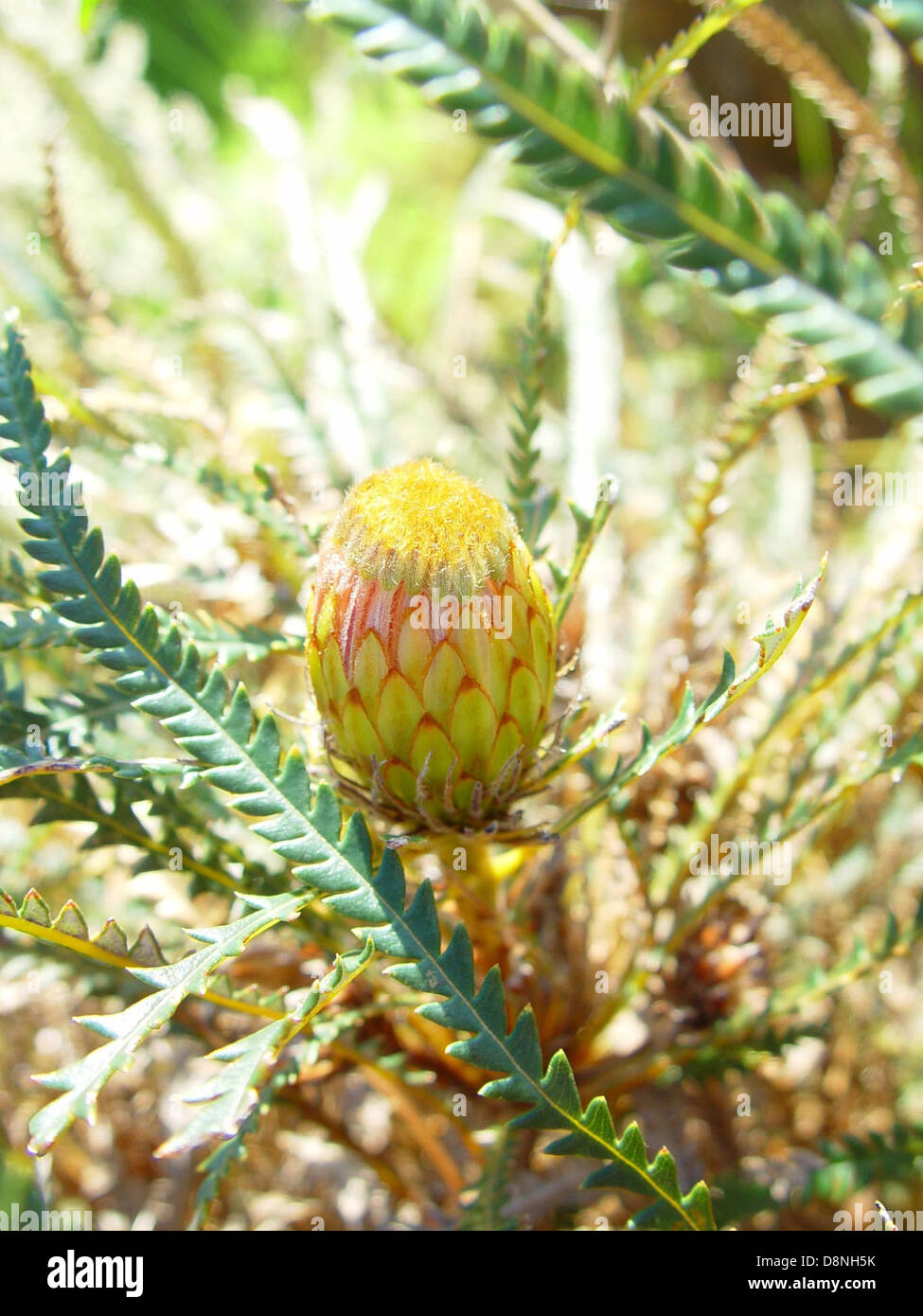 A yellow bud on a flower plant, in the early stages of blooming. This ...