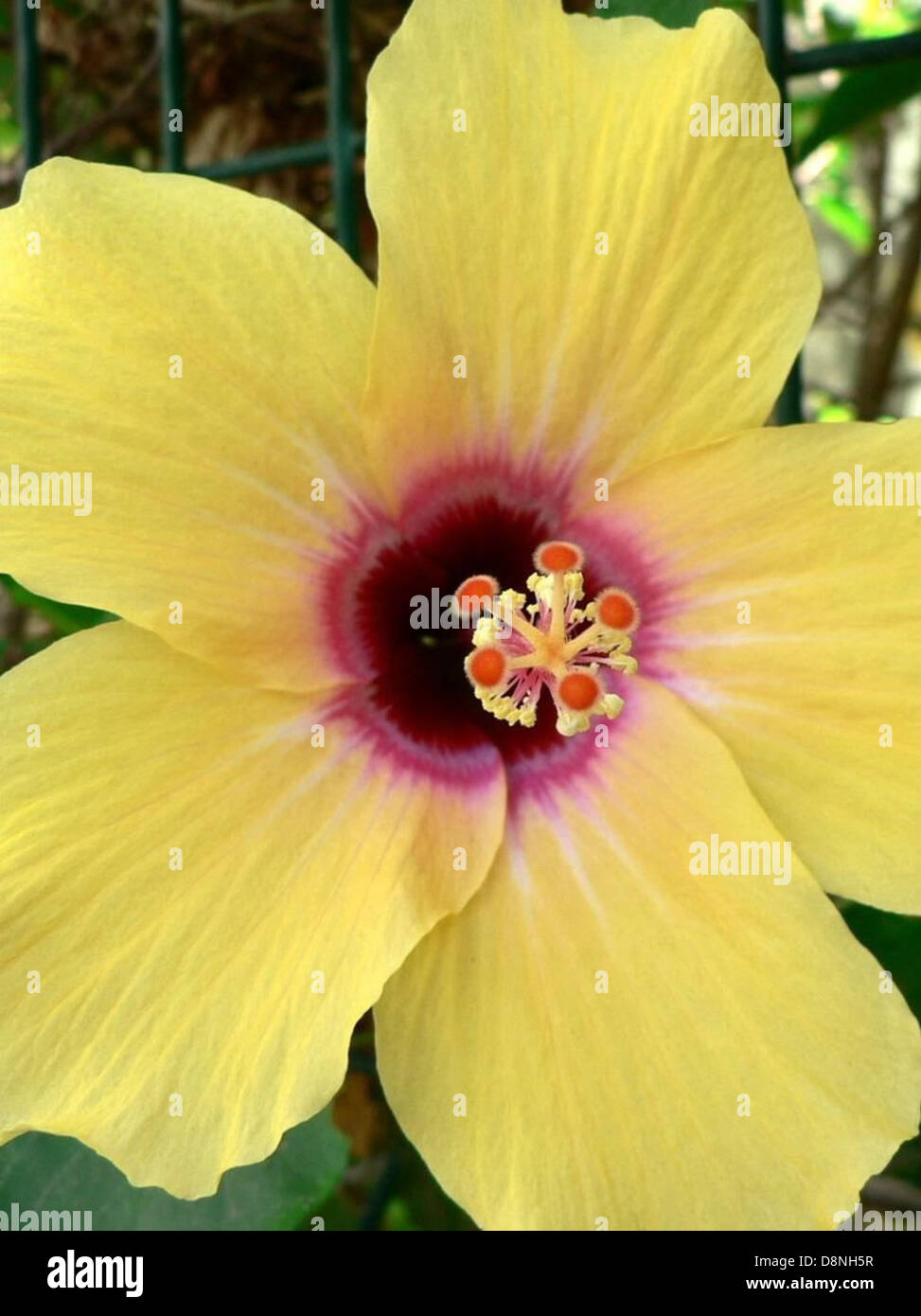 Yellow close up flower Stock Photo - Alamy