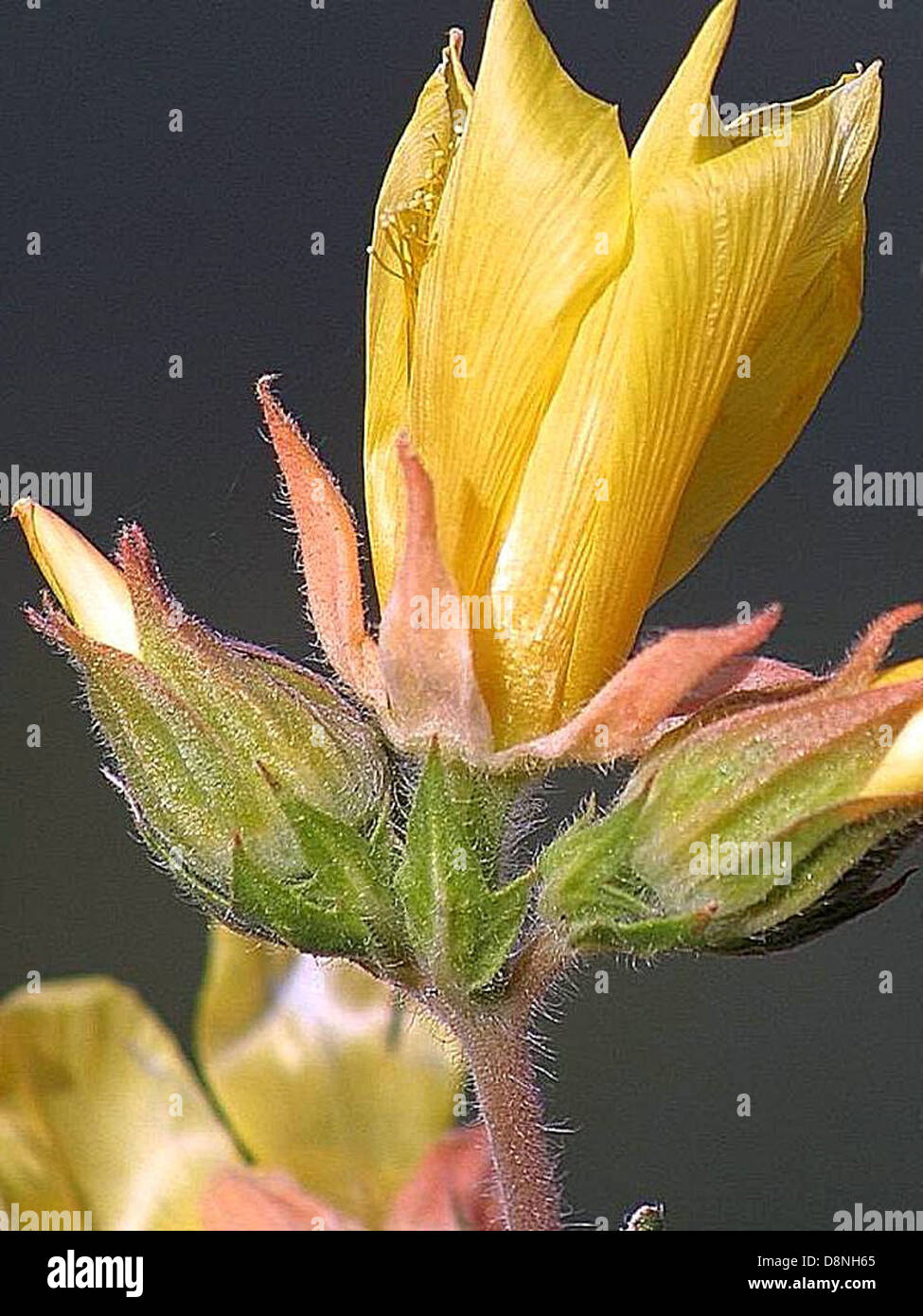 Yellow flowers buds Stock Photo - Alamy