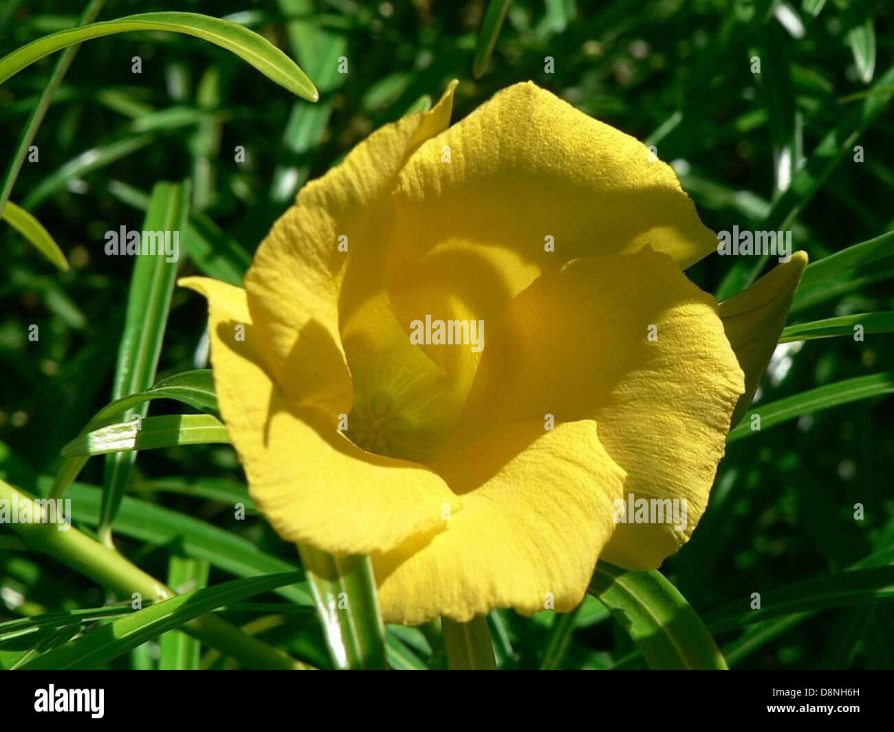 Striking specimen stands hi-res stock photography and images - Alamy