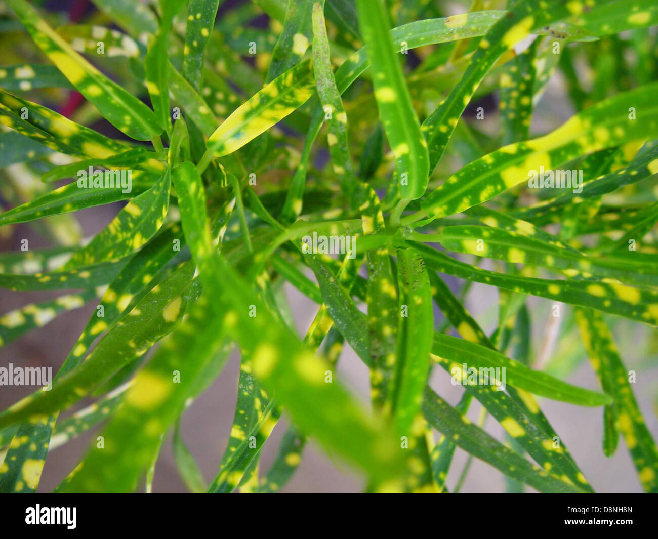 Close-up of yellow speckled leaves, featuring green veins and a pattern ...