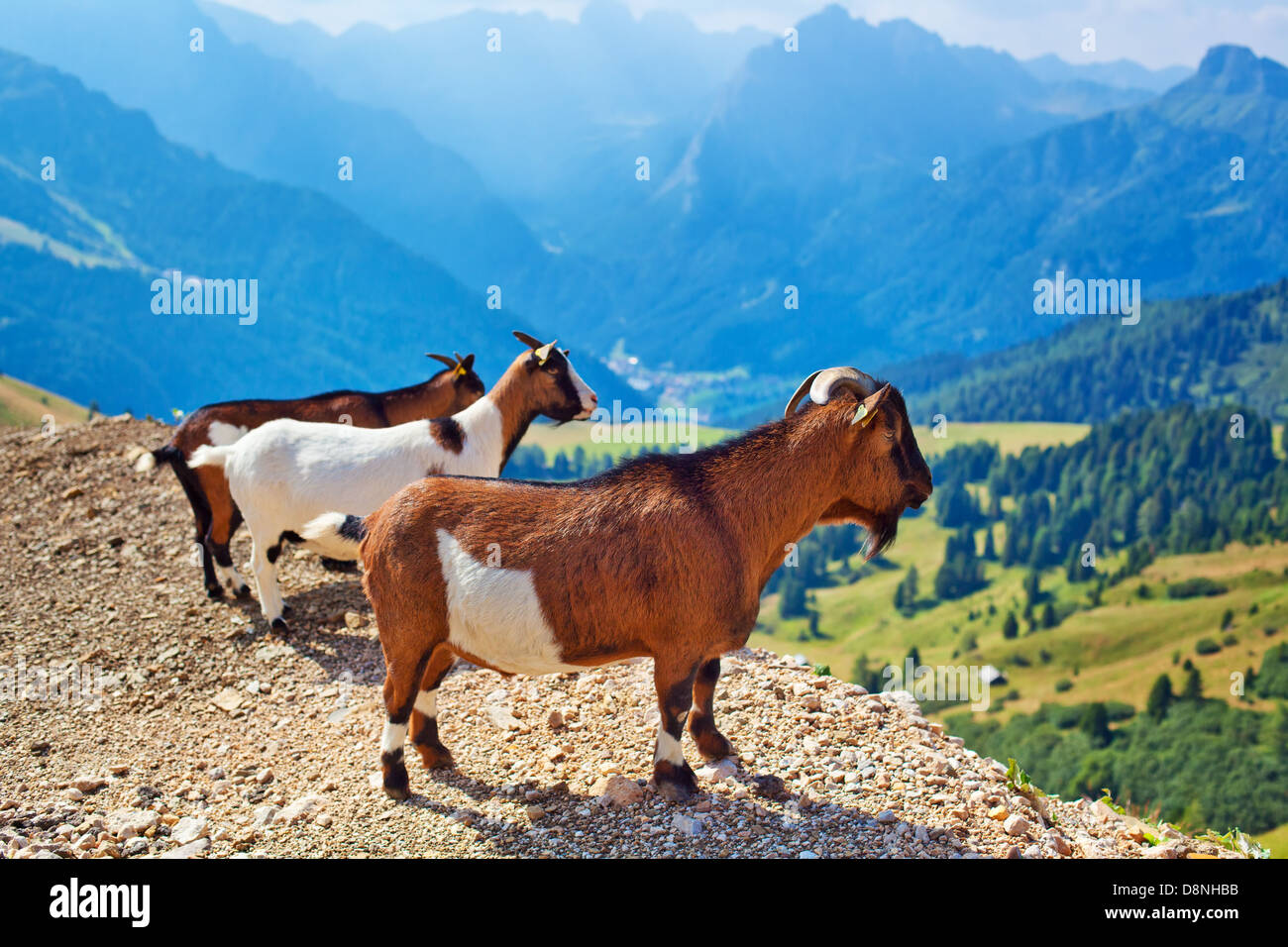 Three small goats on Alps mountains background Stock Photo - Alamy