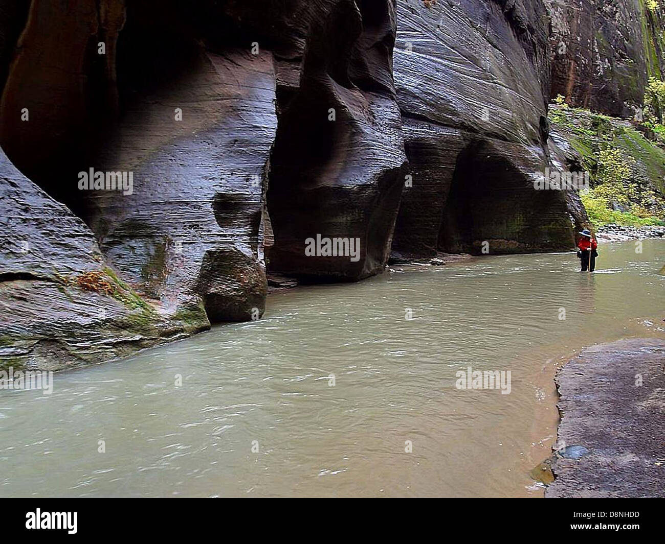 A hiker is seen wading through the narrow streams of Zion Narrows, a ...