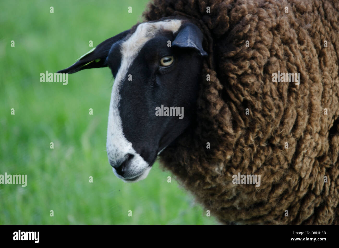 Dutch brown sheep hi-res stock photography and images - Alamy