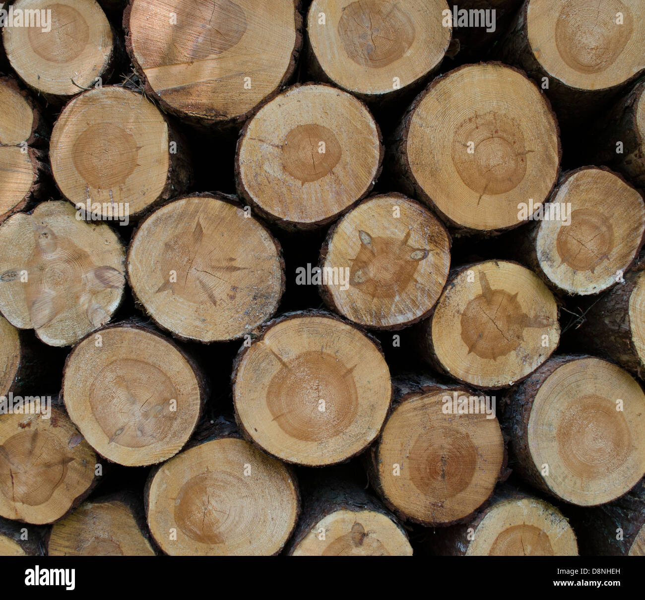 Wood rings on cut trees Stock Photo - Alamy