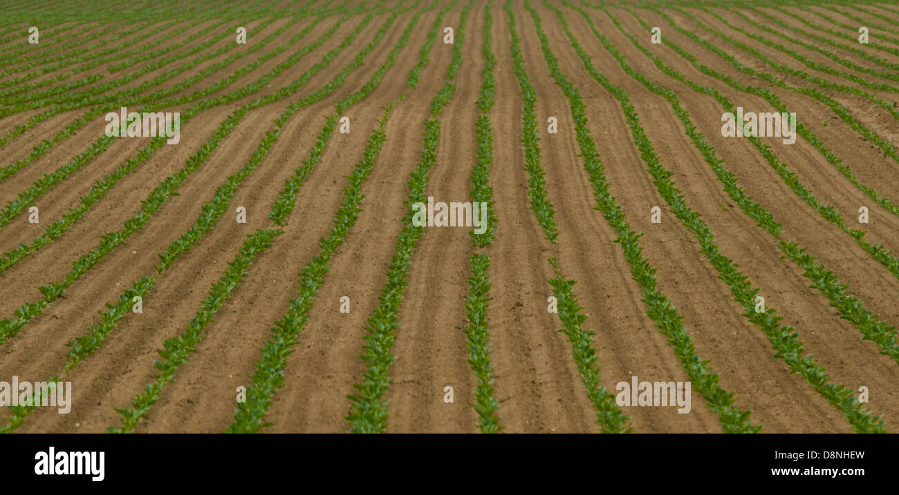 Field with new crop Stock Photo - Alamy