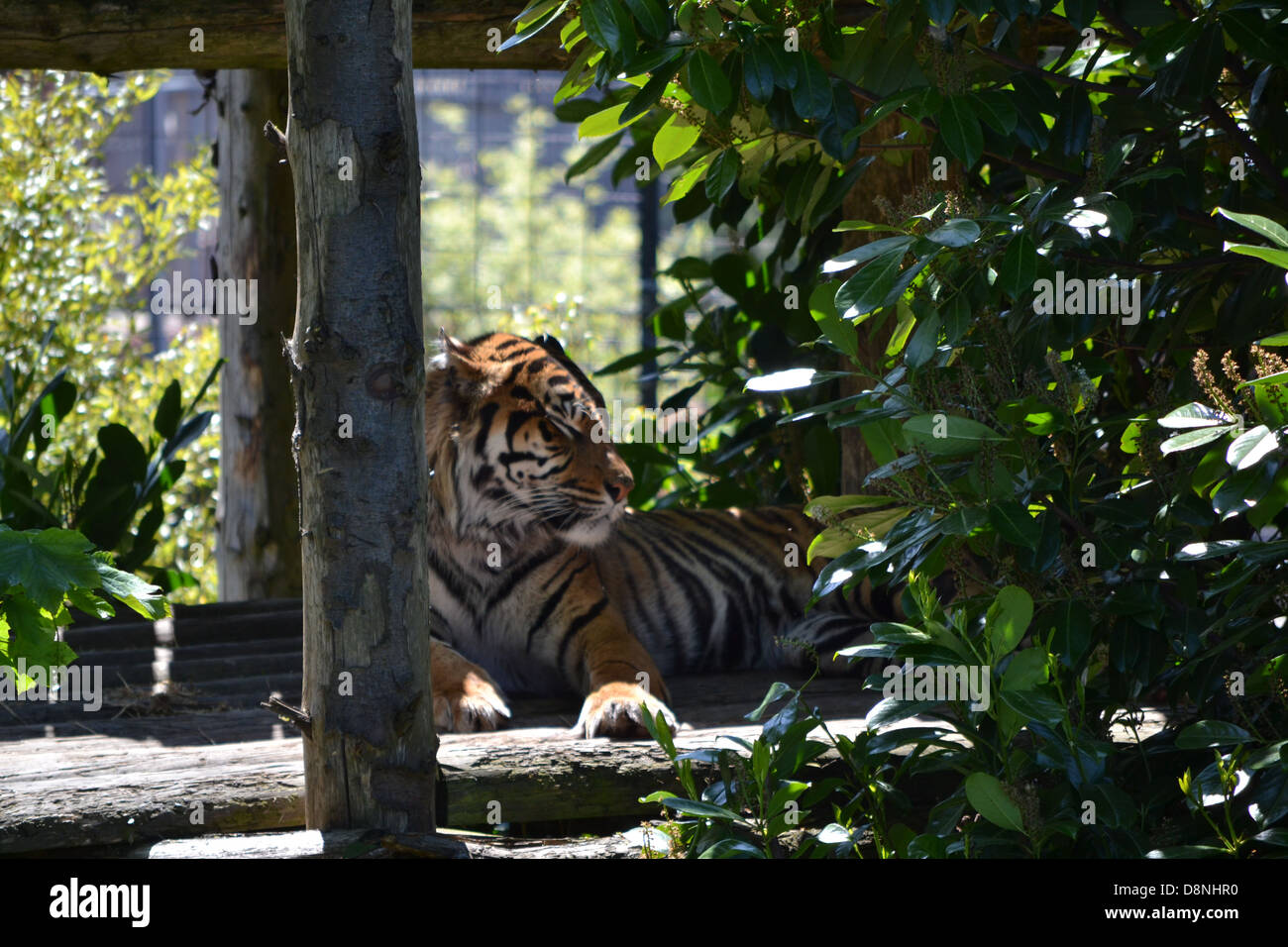 Tiger in chester zoo hi-res stock photography and images - Alamy