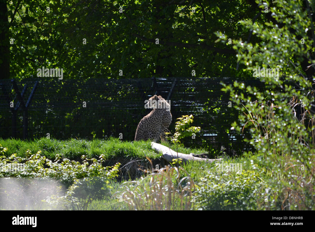 Cheetah in Chester Zoo Stock Photo - Alamy