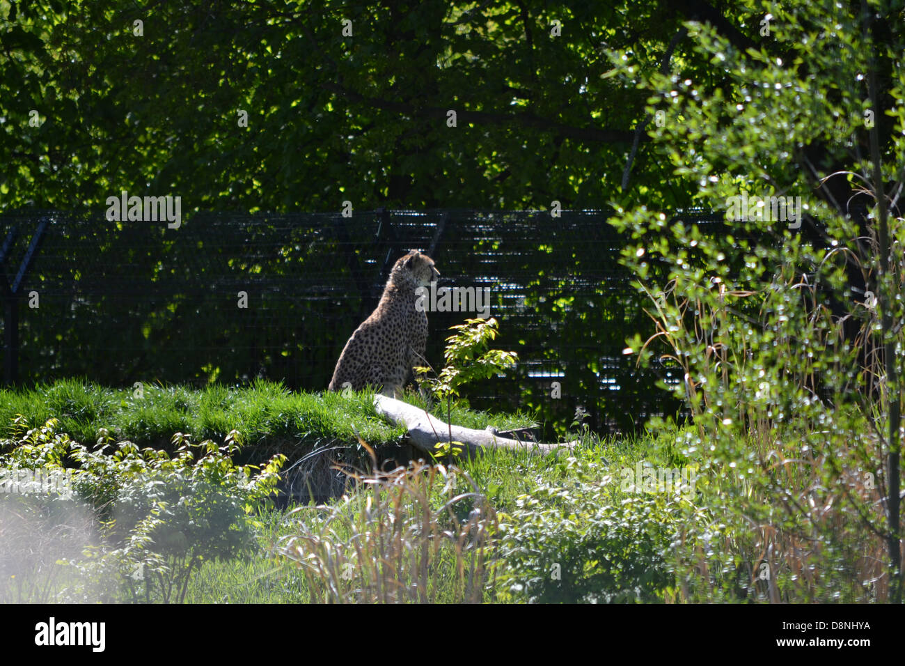 Cheetah in Chester Zoo Stock Photo - Alamy