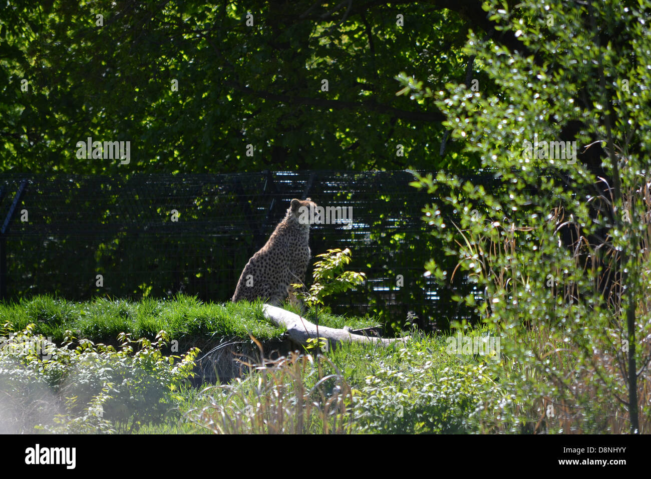 Cheetah in Chester Zoo Stock Photo - Alamy